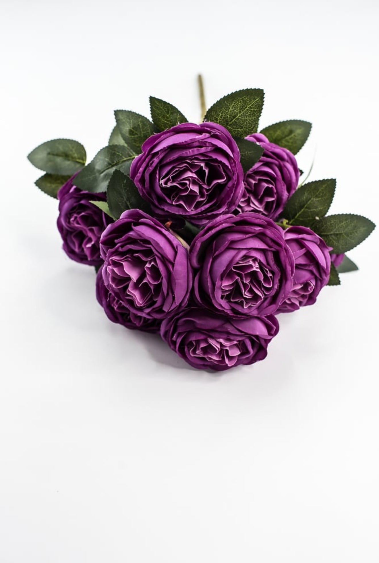 Purple Cabbage Rose Bush - Greenery Market