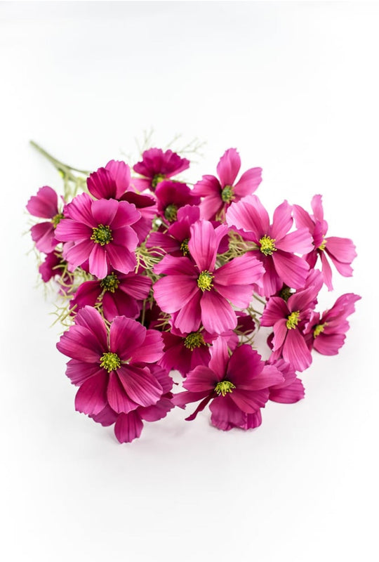 Byzantine Garden Cosmos Bush - Greenery Market