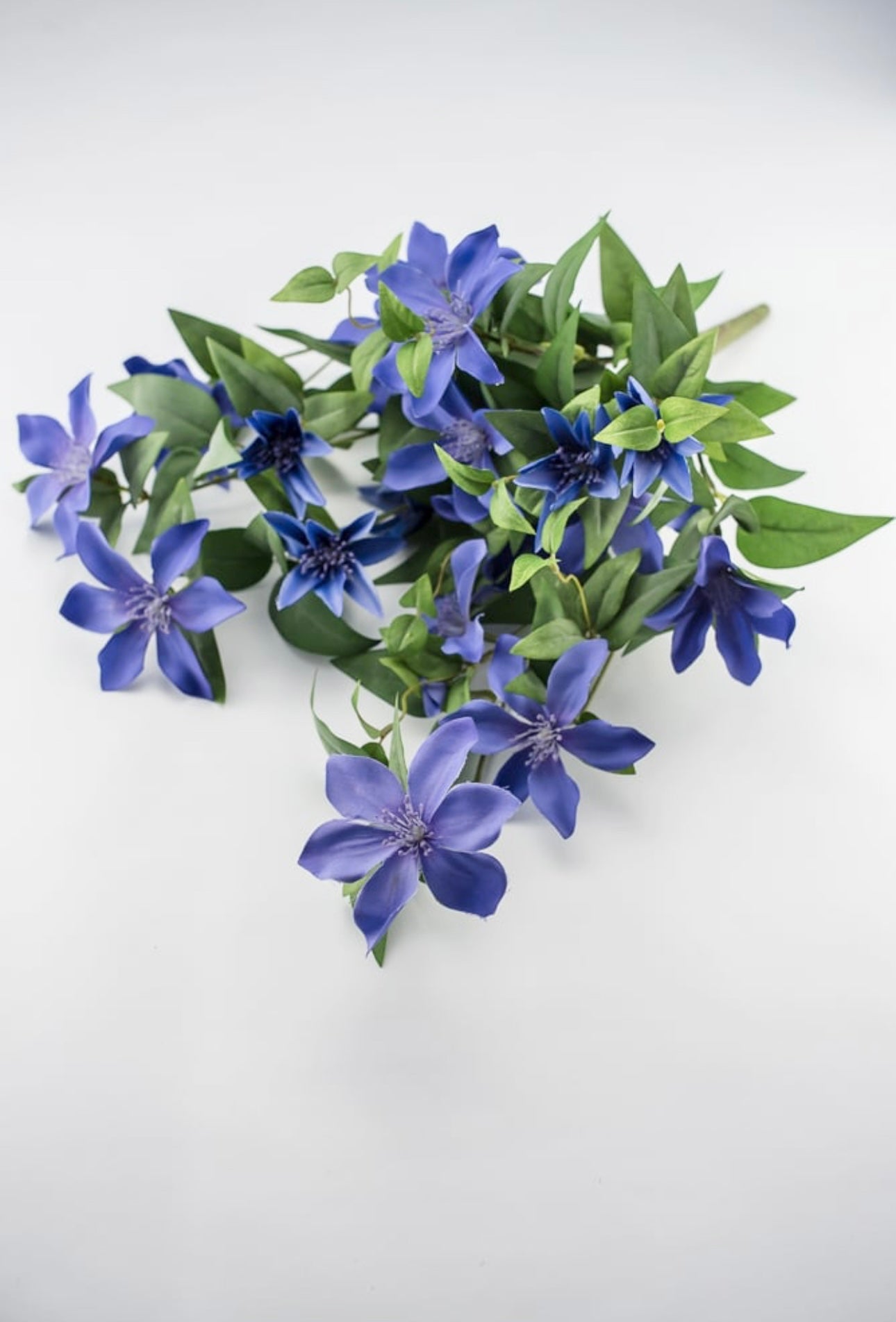 Clematis hanging vine bush - periwinkle purple - Greenery Market