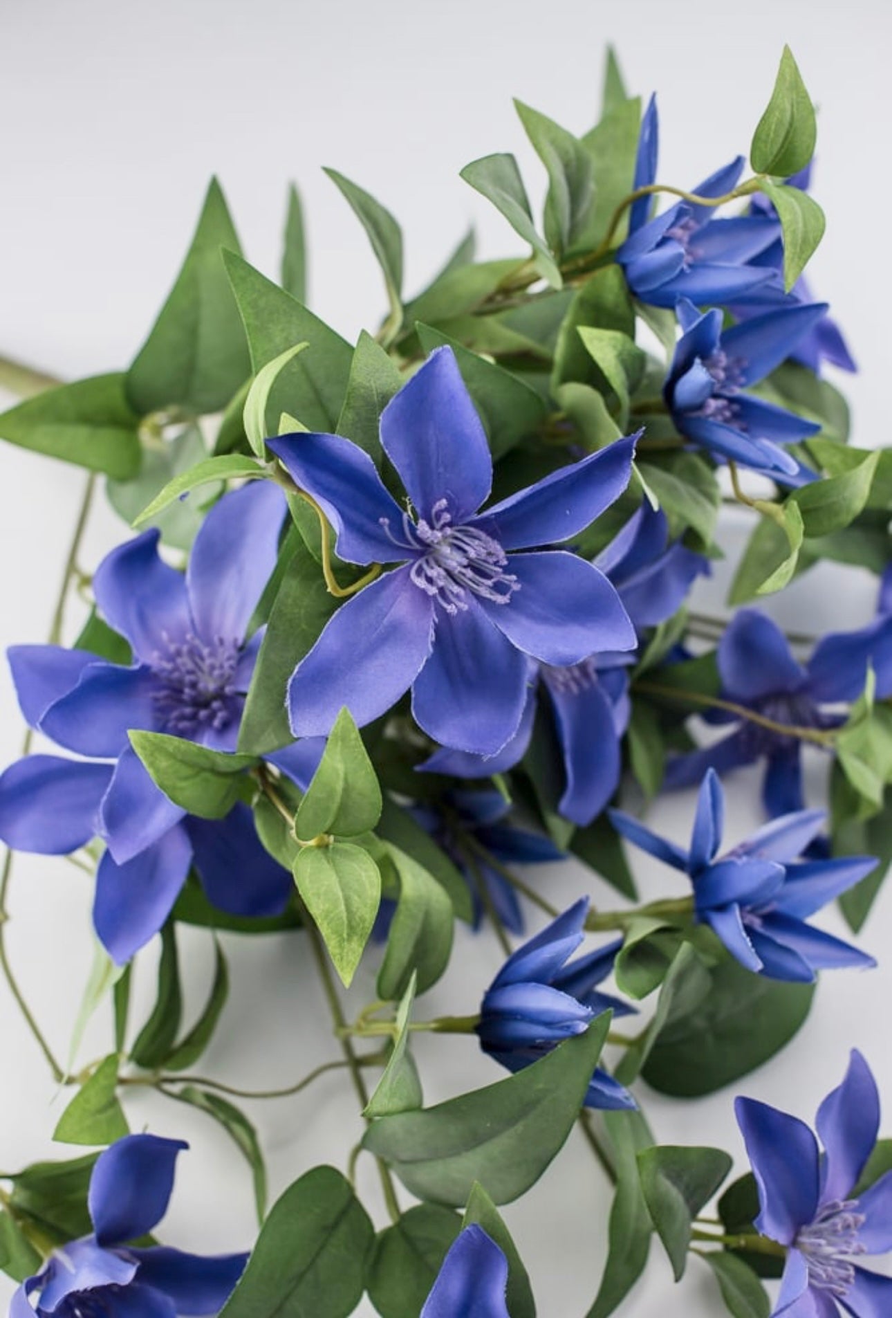 Clematis hanging vine bush - periwinkle purple - Greenery Market