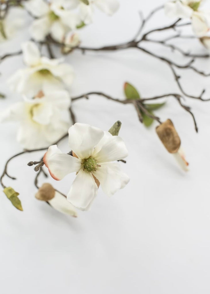 Dwarf Magnolia flower branch - Greenery Market