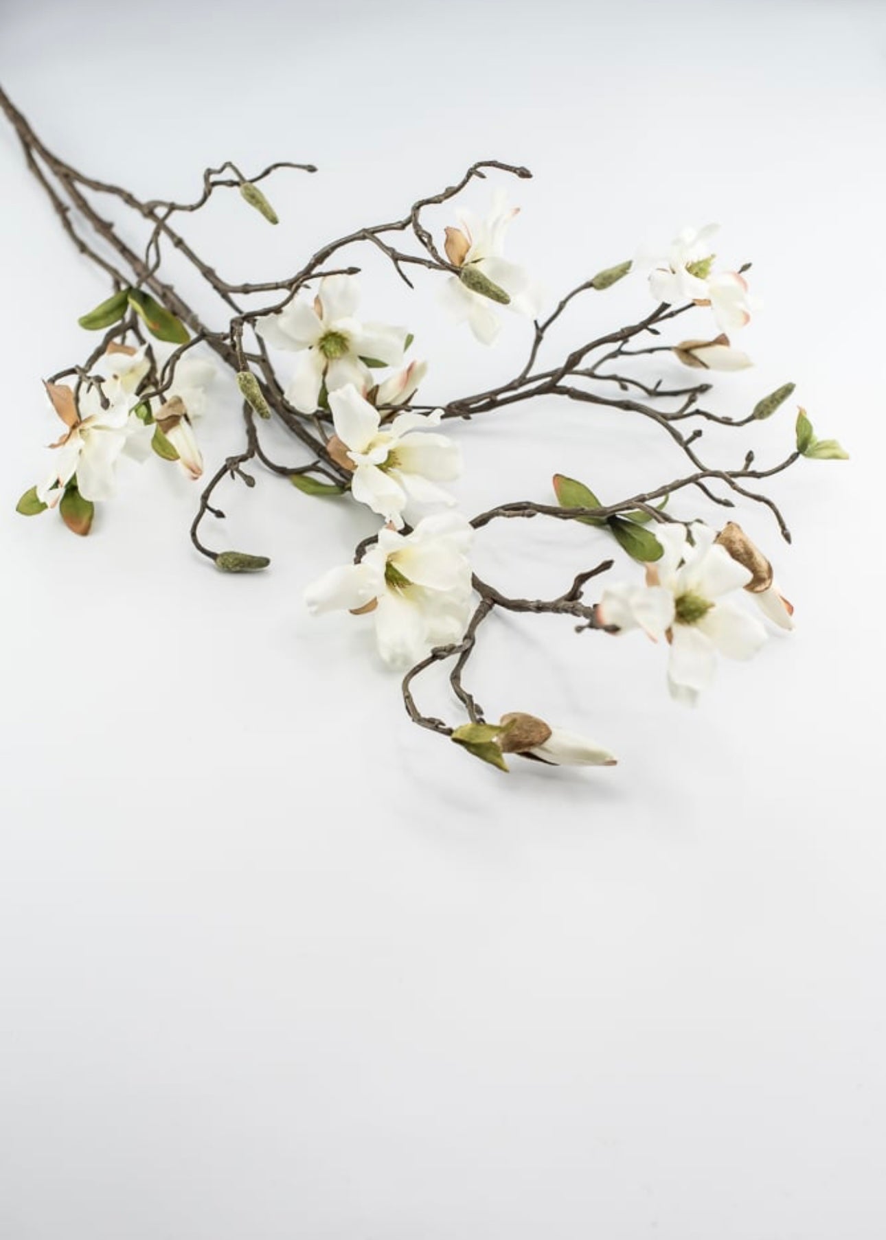 Dwarf Magnolia flower branch - Greenery Market
