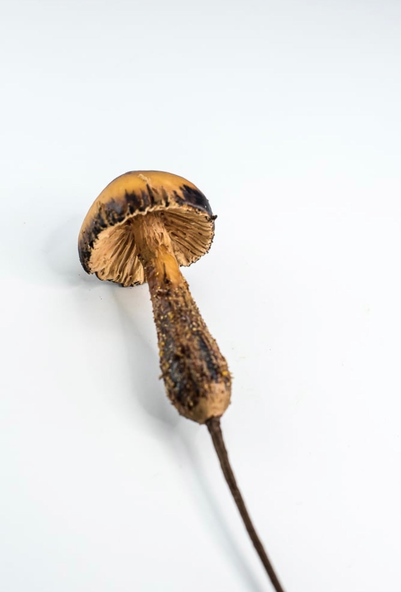 Forrest mushroom pick - Greenery Market