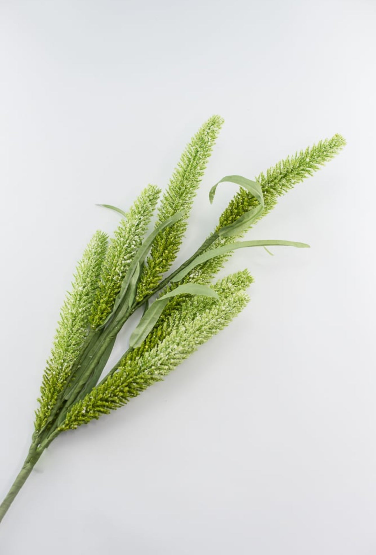 Greenery – Page 7 – Greenery Market