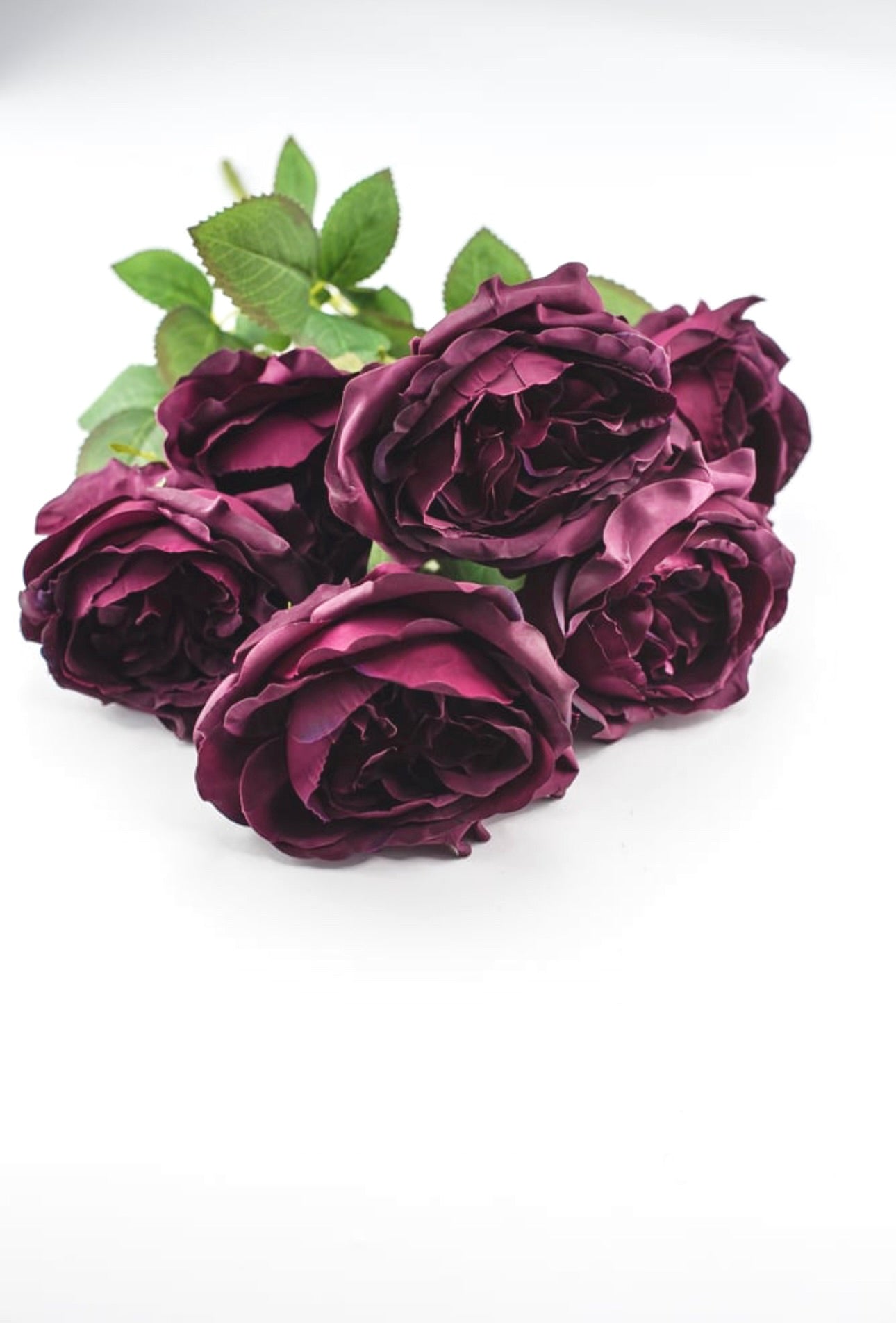 Plum English garden rose bush - Greenery Market