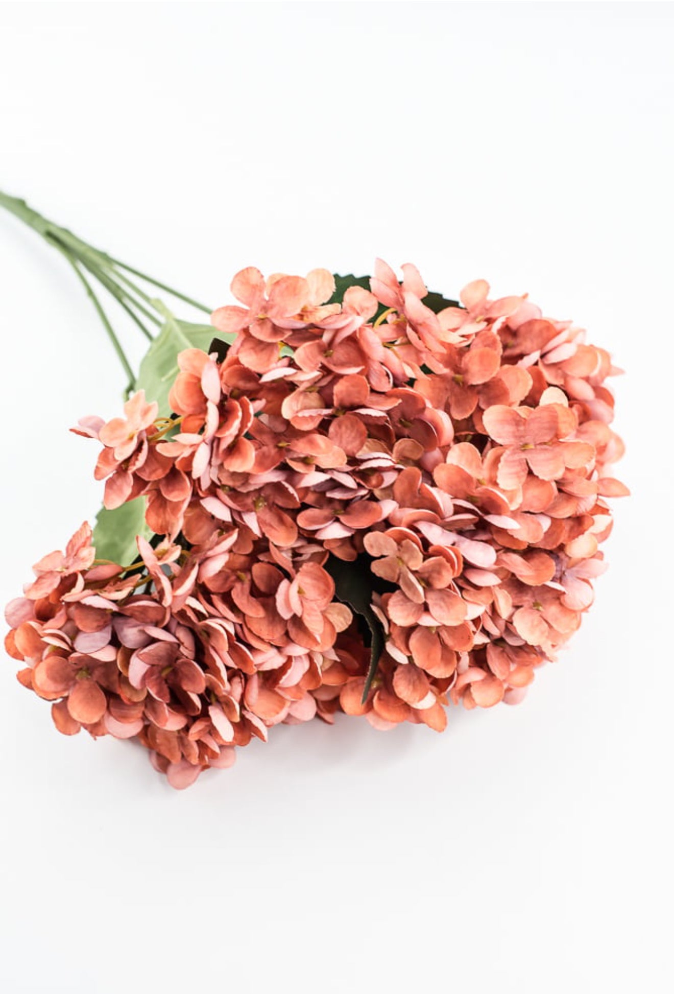 Rust Hydrangea Bush - Greenery Market