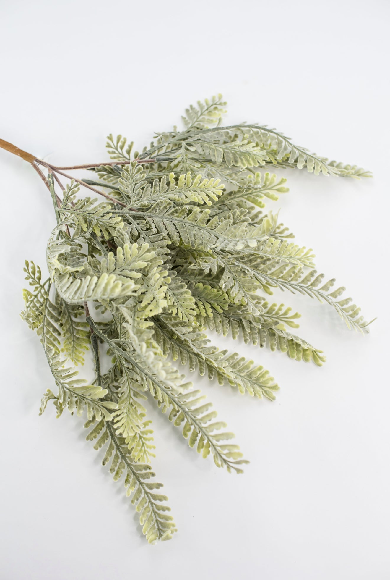 Sawtooth fern bush - Greenery Market