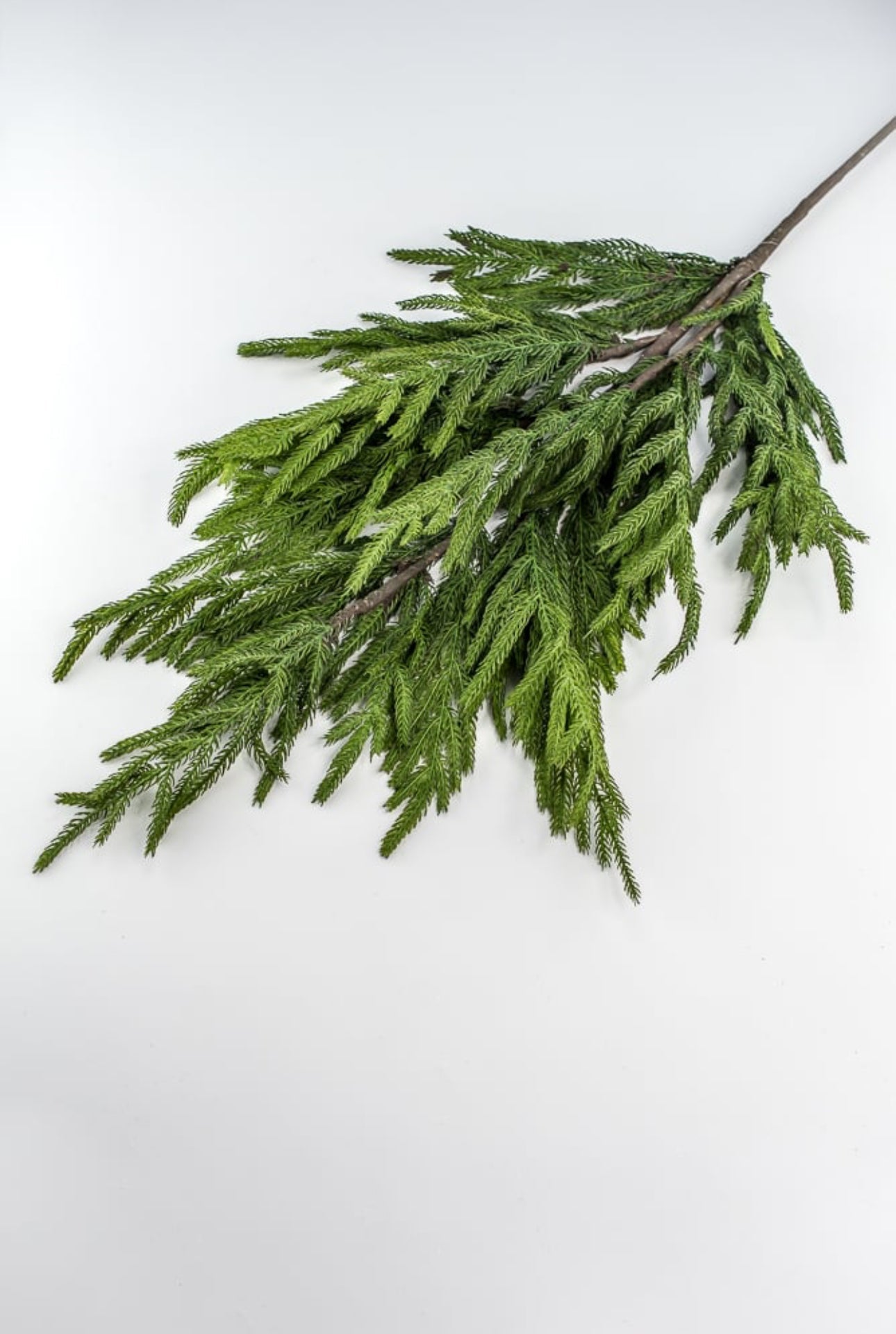 Soft touch Norfolk pine spray 38” - Greenery Market