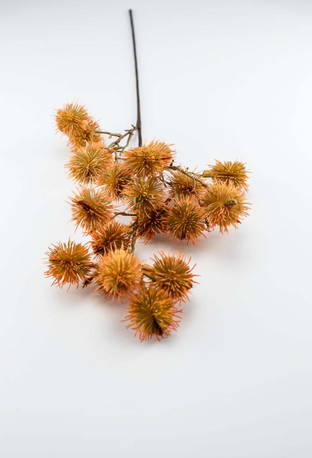 Spiny pod spray - Greenery Market