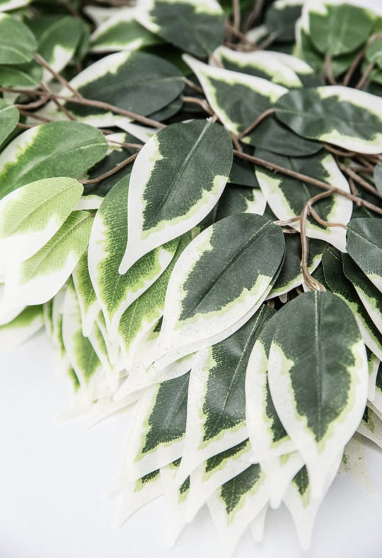 Variegated Ficus spray - 1 dozen sprays - Greenery Market