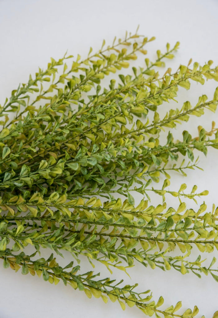 Greenery market boxwood bush - Greenery Market