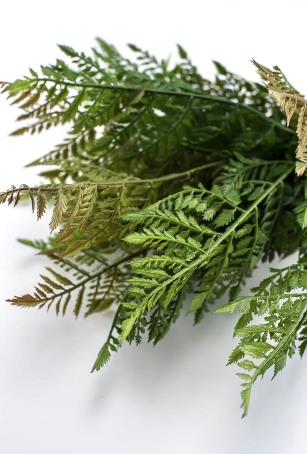 Leather leaf Artificial fern bush - Greenery Market