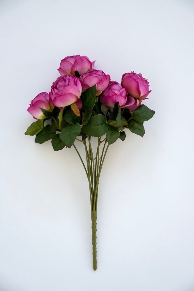 Plum magenta cabbage rose bush - Greenery Market