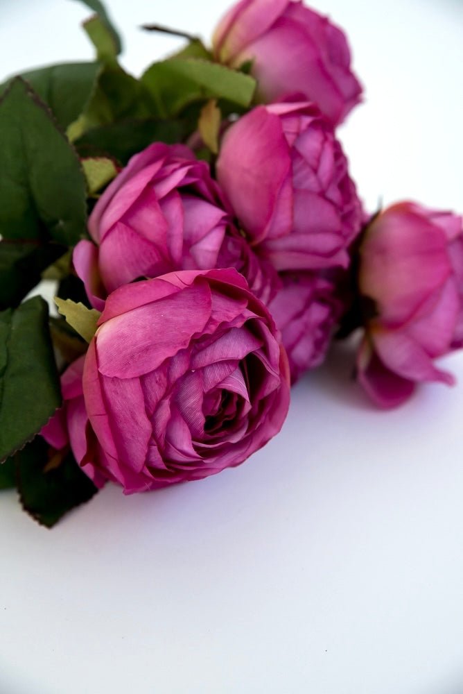 Plum magenta cabbage rose bush - Greenery Market