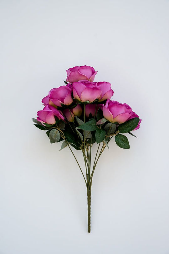 Plum magenta garden rose bush - Greenery Market