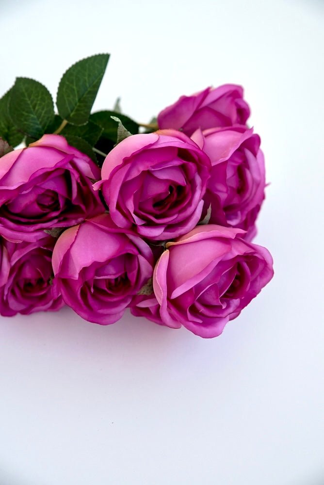 Plum magenta garden rose bush - Greenery Market