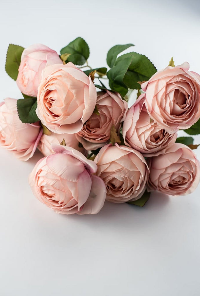 Pink cabbage rose bush - Greenery Market