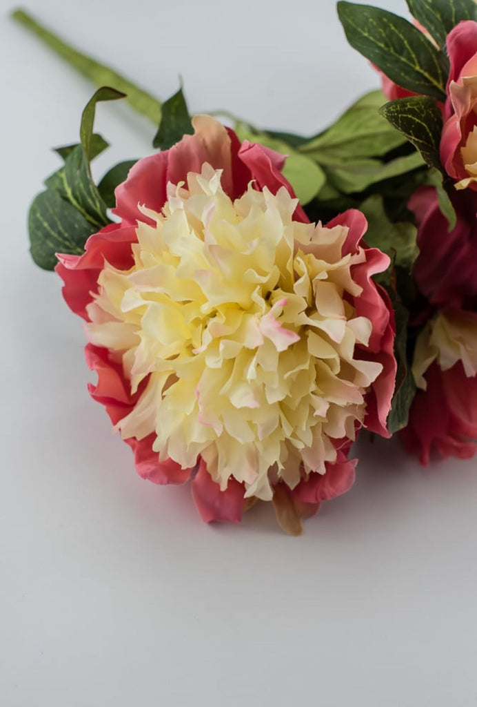 Two tone Peony bush - Greenery Market