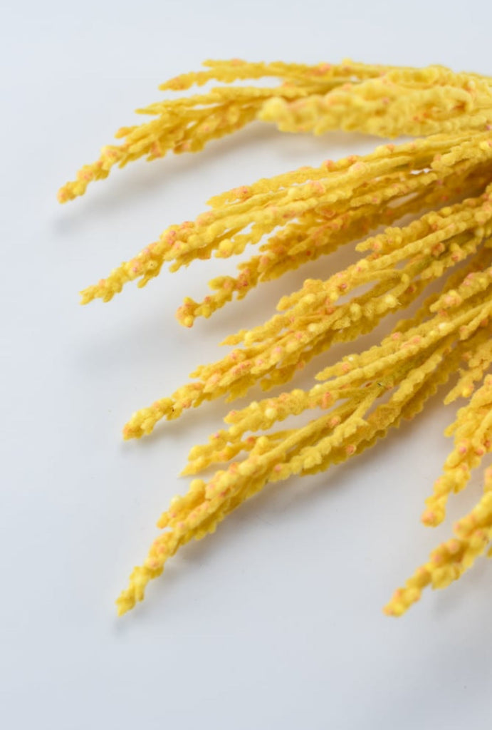 Yellow filler grass bush - Greenery Market